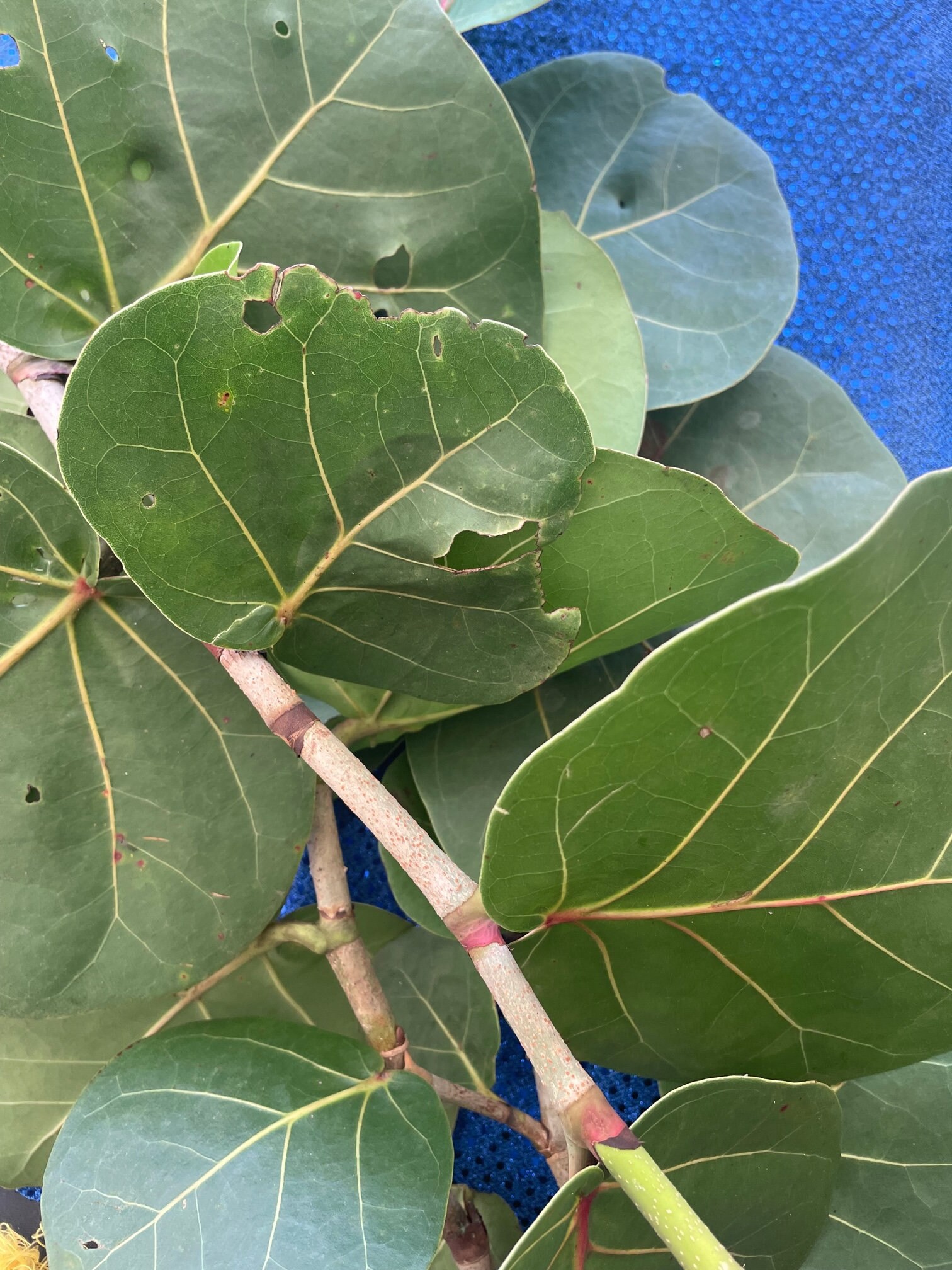 Uva Caleta Tree