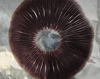 Spore Print Psilocybe Art - Etsy