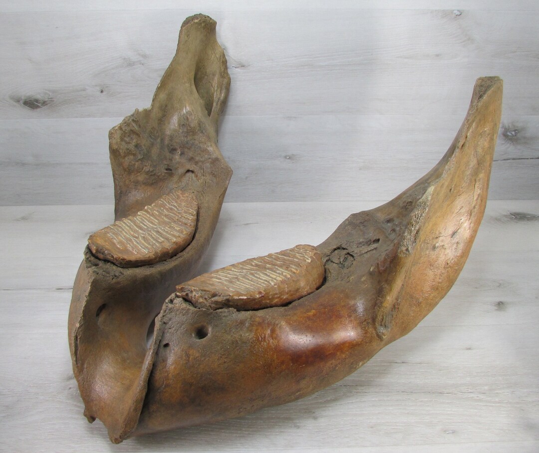 WOOLLY MAMMOTH Lower Jaw With Welded Wall Mount Bracket - Etsy