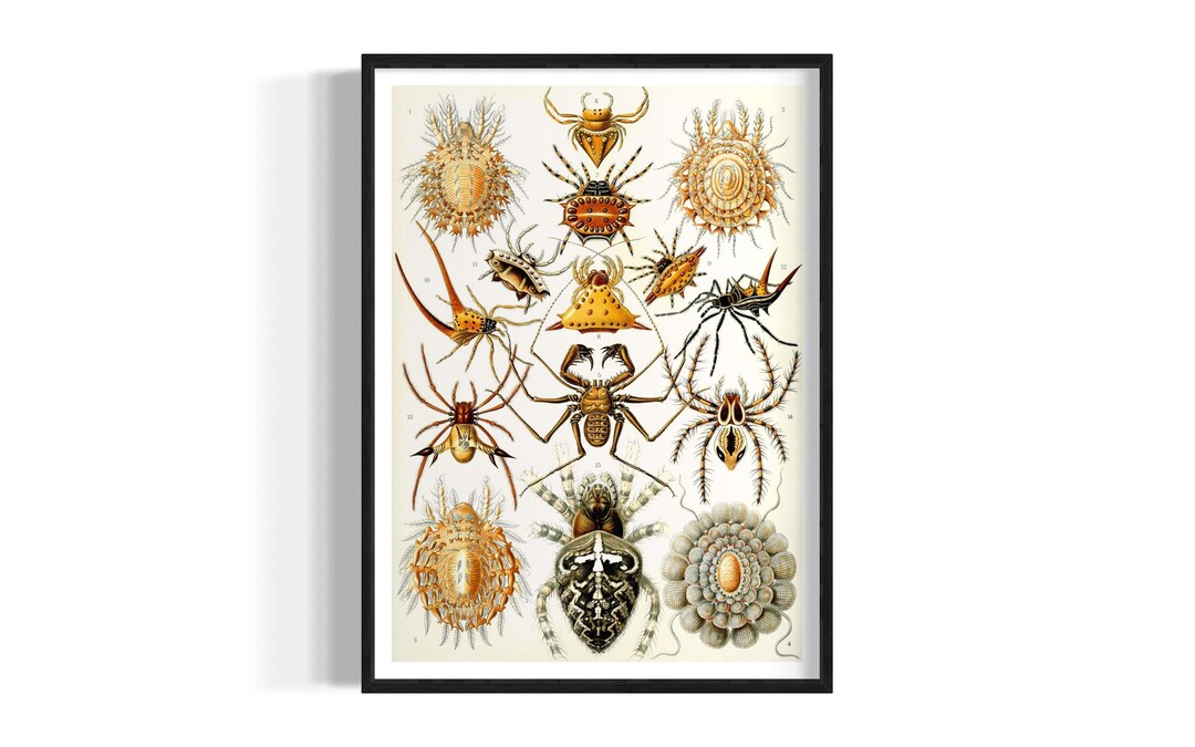 Insects Wall Art | Arachnida Wall Art Poster | Wildlife Printed Canvas ...