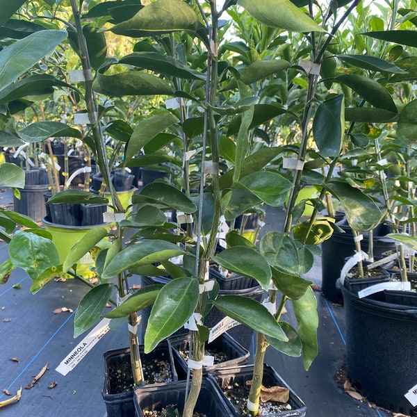 Tangelo (minneola) Tree - Etsy