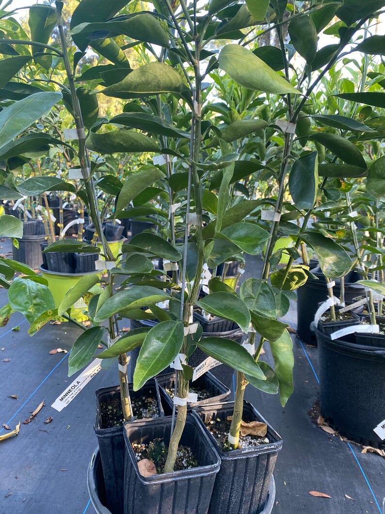 Minneola Orange Tree - Etsy