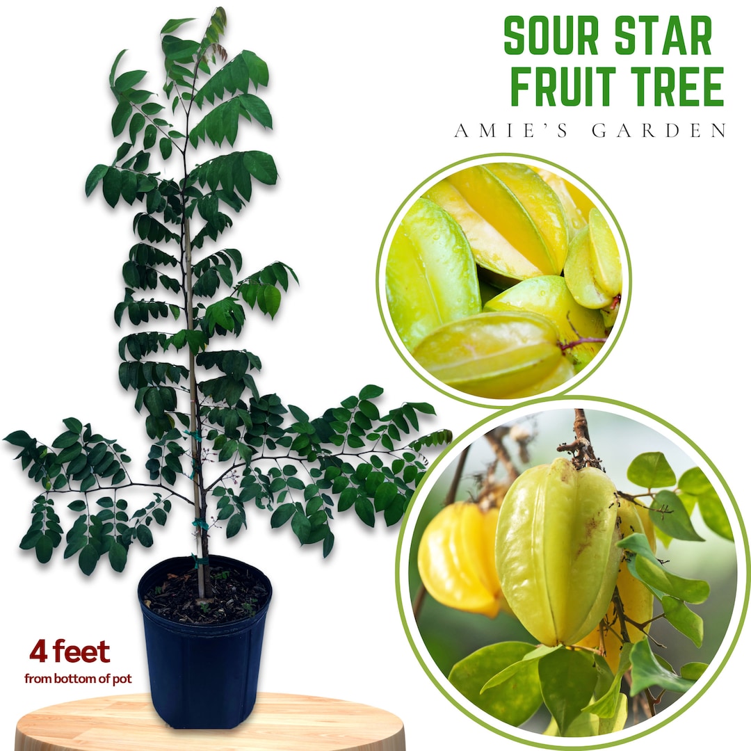 SOUR Star Fruit Tree - 2 Feet Tall - 3 Gallon Pot -live Plant-grow Your ...