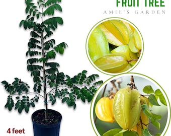 Grafted Starfruit Tree - Arkin Variety - NEW ITEM ( Carambola ) - Etsy