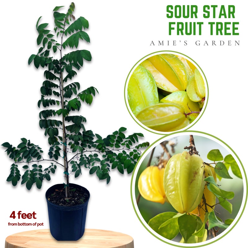 Star Fruit Plant - Etsy