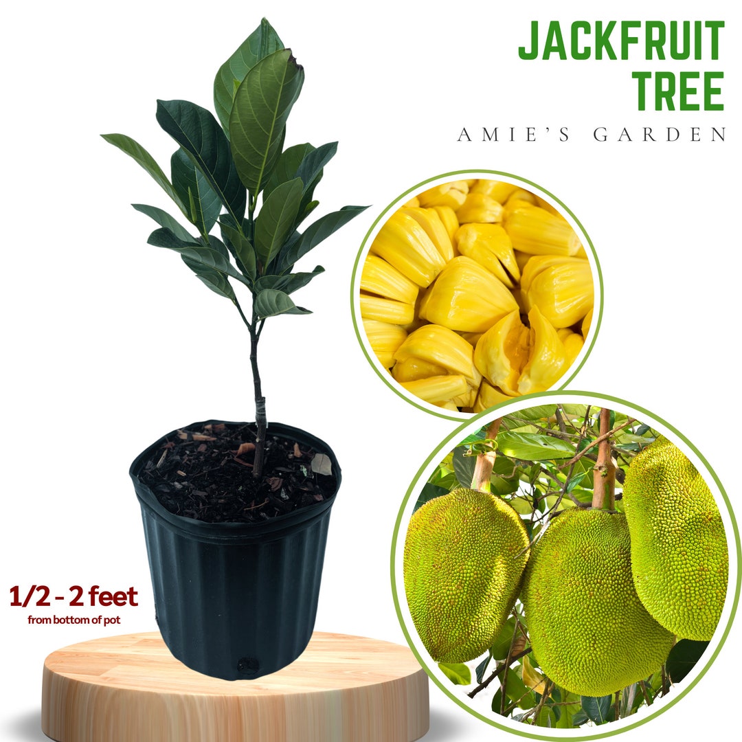 Live Jackfruit Tree: Tropical Delight - 3 Gallon, 3 Feet Tall - Etsy