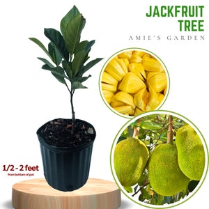 Live Jackfruit Tree: Tropical Delight - 3 Gallon, 3 Feet Tall - Etsy
