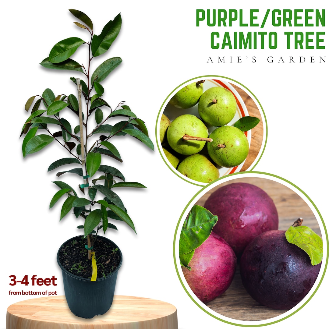 Green/purple Caimito Tree 3 Gal 3-4 Feet Free Shipping, Exotic Fruit ...