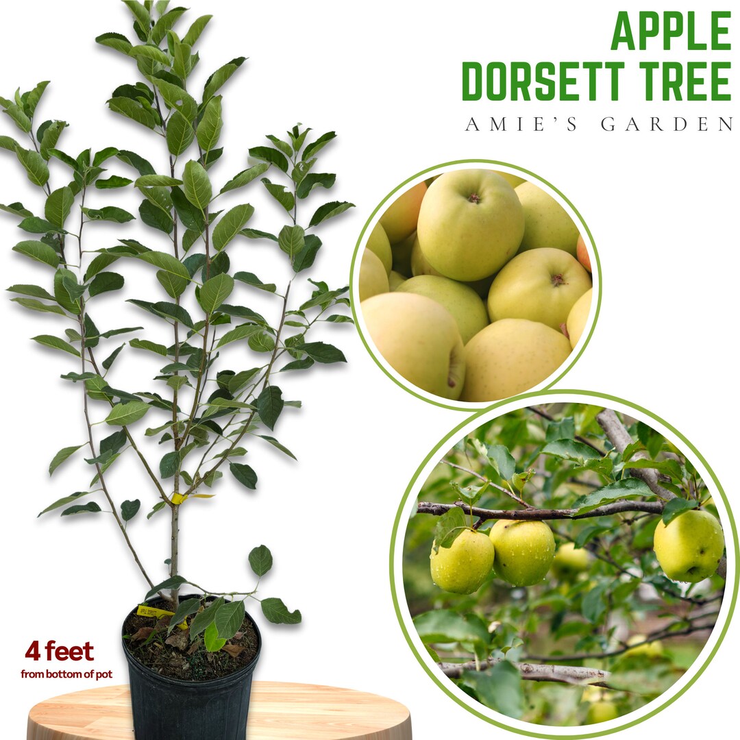 Dorsett Golden Apple Trees - 3 Feet, 3 Gallon Pots, Free Shipping ...