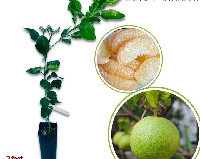Citrus Maxima Pomelo Giant Grapefruit Ceylon 10 - 100 Seeds - Etsy