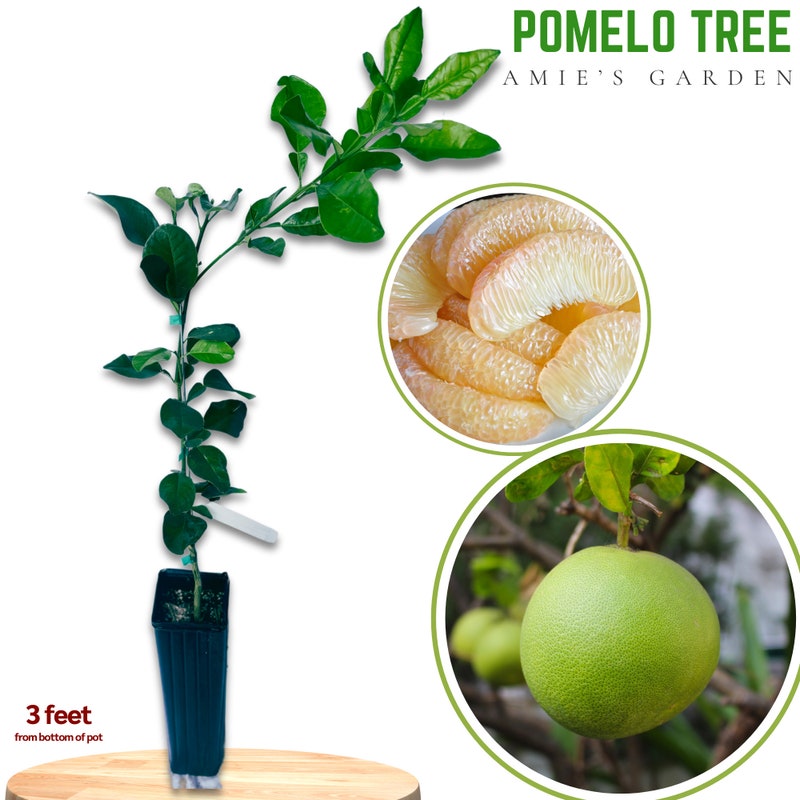Pomelo - Etsy