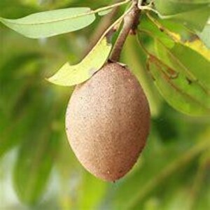 Sapodilla Tree - Alano Variety - Sweet Fruit, Easy to Grow - 3 Feet - Etsy