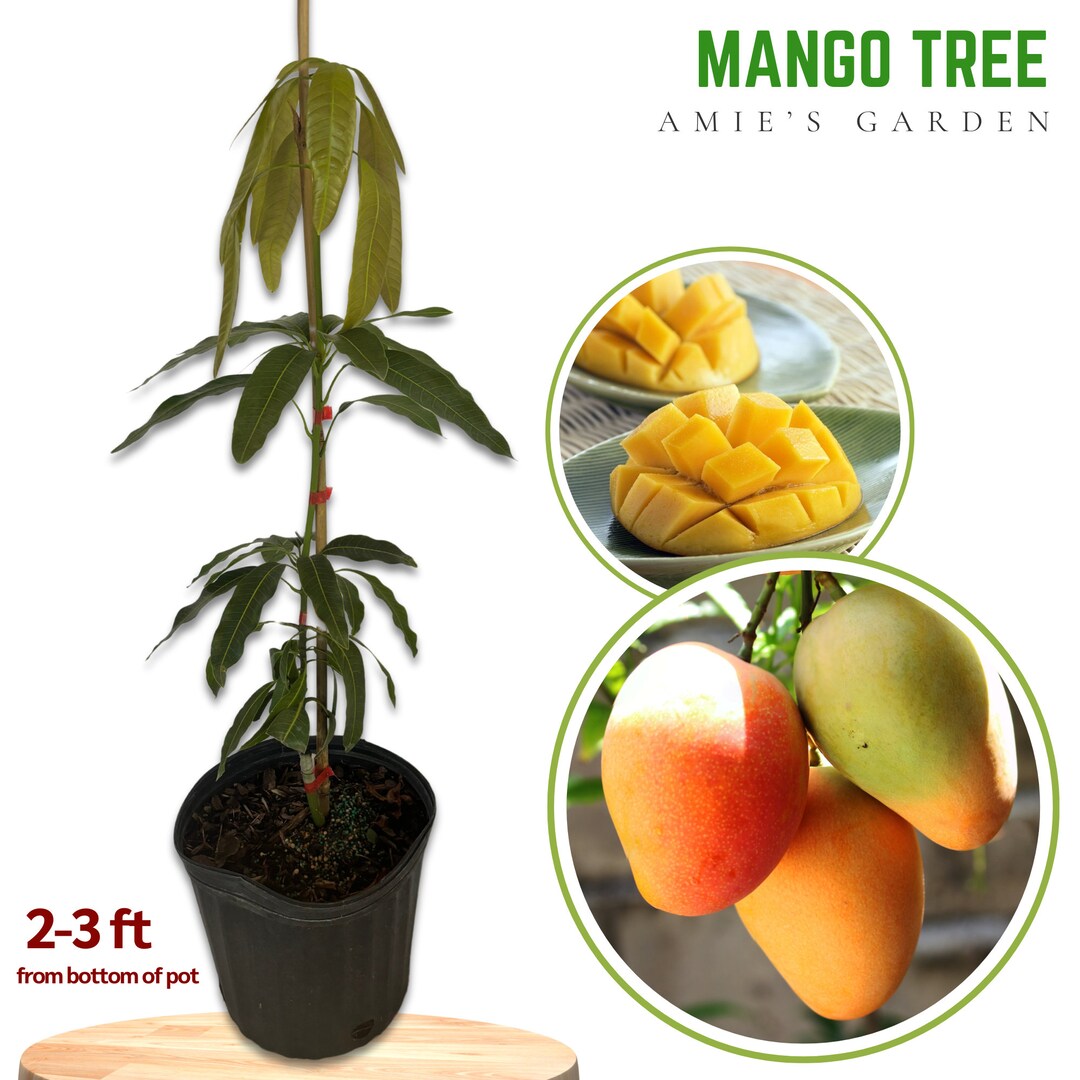 Mango Tree- Carrie Mango- 3 Feet Tall in 3-gallon Pot -live Fruit Tree ...