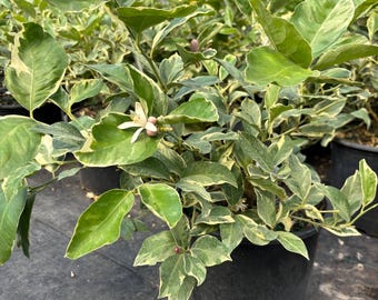 Variegated Pink Lemon Tree - Etsy
