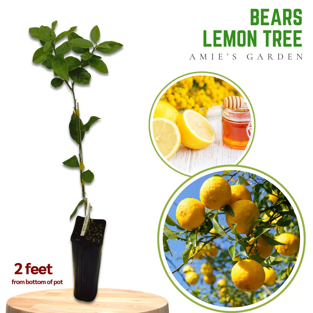 Bears Lemon Tree Live Grafted, 2ft 1 Gallon Pot With Soil & Pot Fast ...