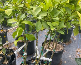 Bearss Lemon Citrus Tree Grafted - Etsy