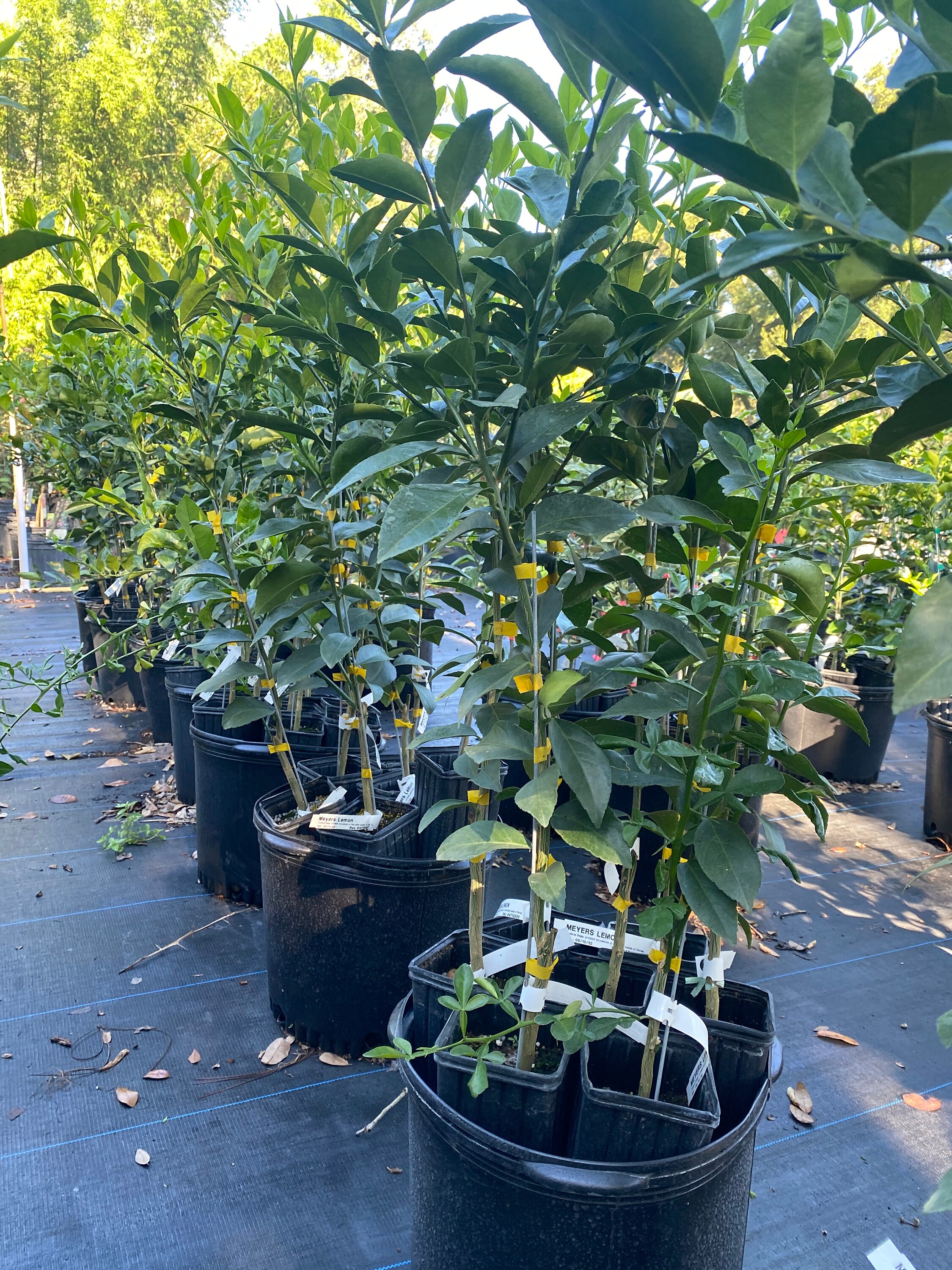 Meyers Lemon Tree - Etsy