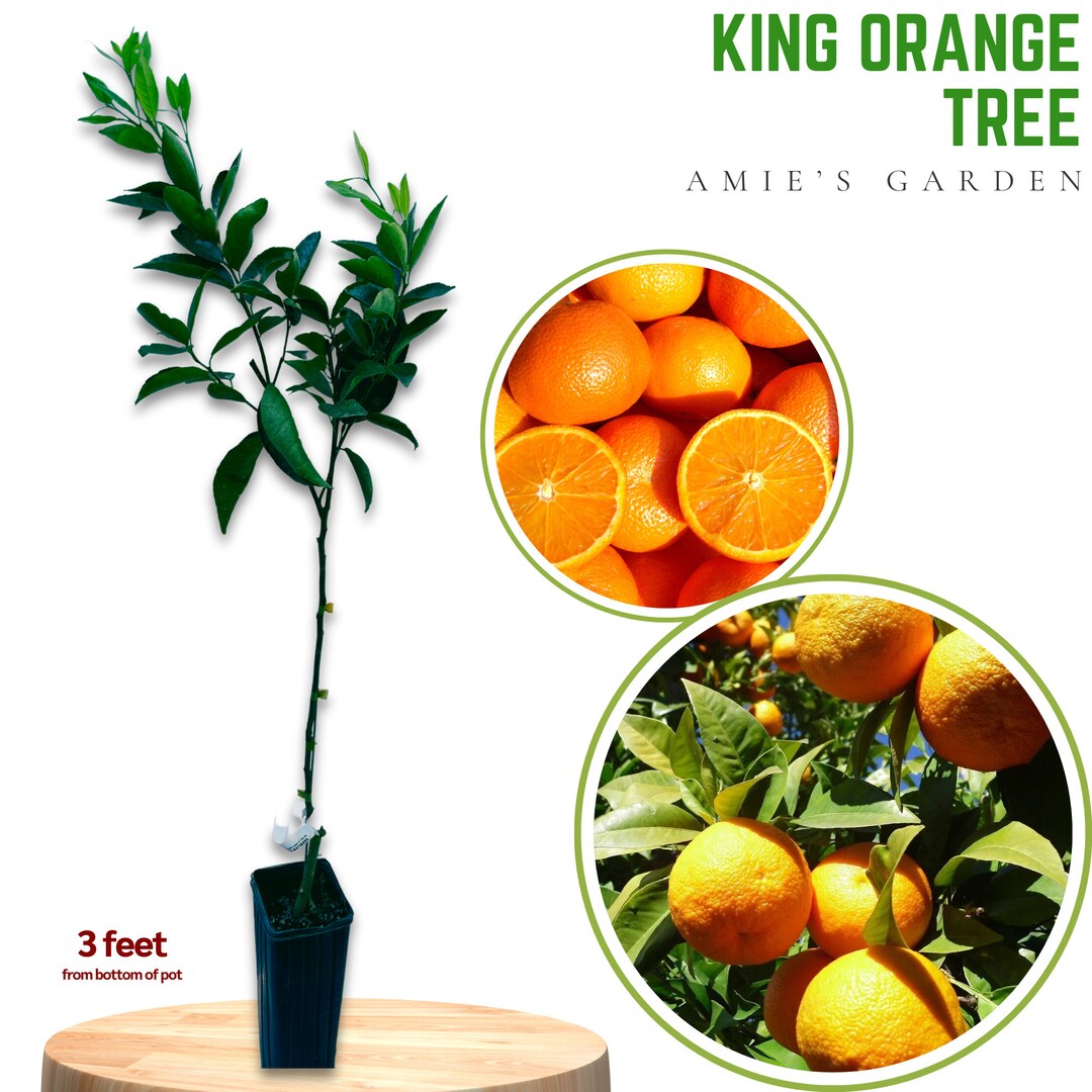 King Orange Tree (grafted) 2-3 Feet Tall - Free Shipping | Vibrant ...