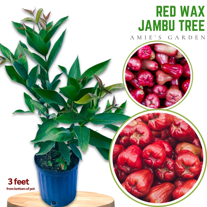 Wax Apple Tree Jambu - Etsy