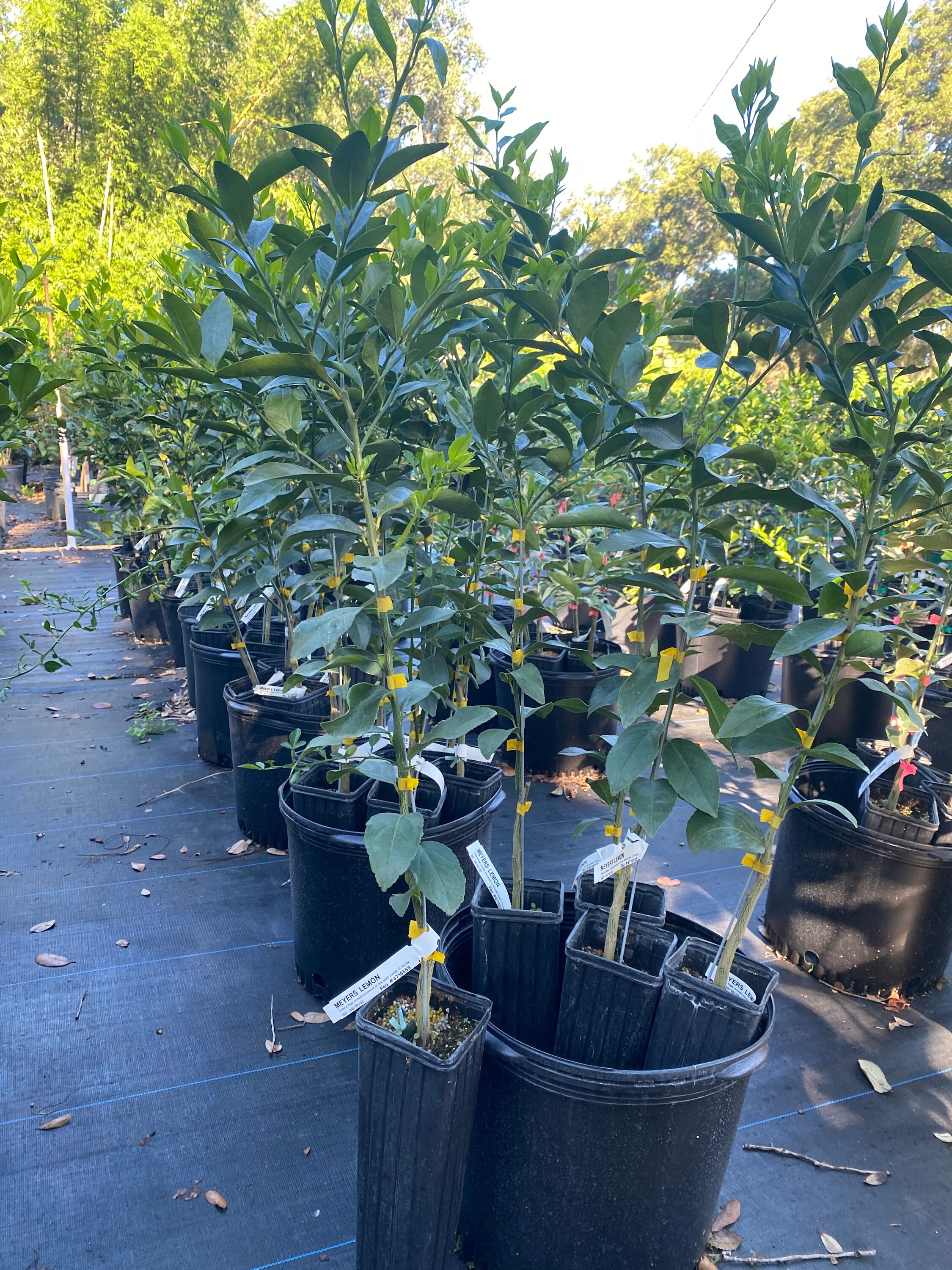 Meyers Lemon Tree - Etsy