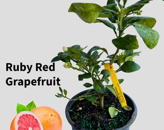 Ruby Red Grapefruit Tree - Etsy