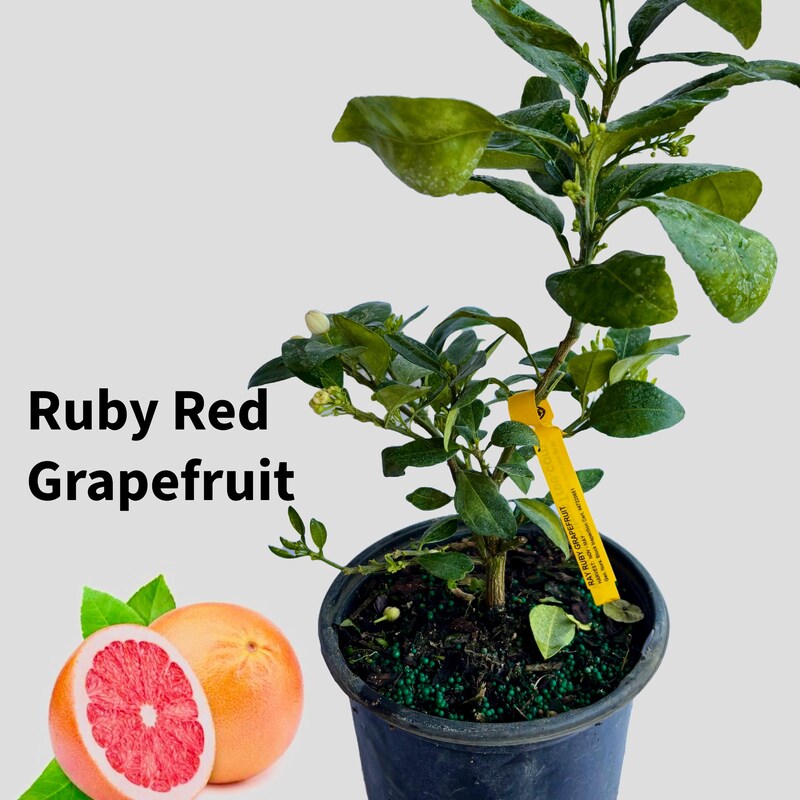 Ruby Red - Etsy