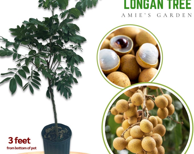 Longan Kohala Tree, Air Layered - Etsy
