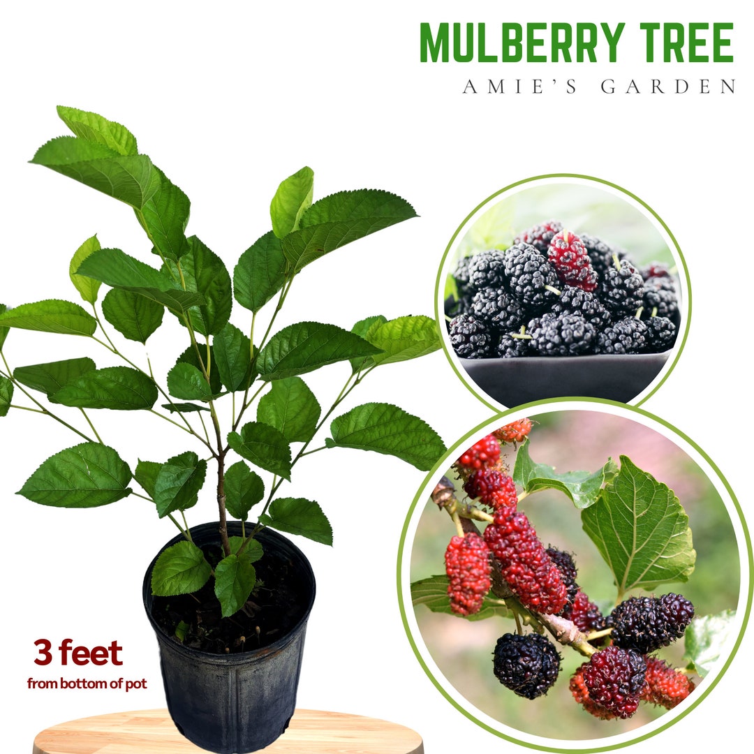 Live Mulberry Tree 3 Feet Tall in 3-gallon Pot Shipped With Soil and ...