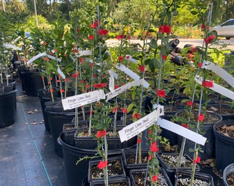 9 Pink Red Finger Lime Tree Seeds Australian Finger Lime - Etsy