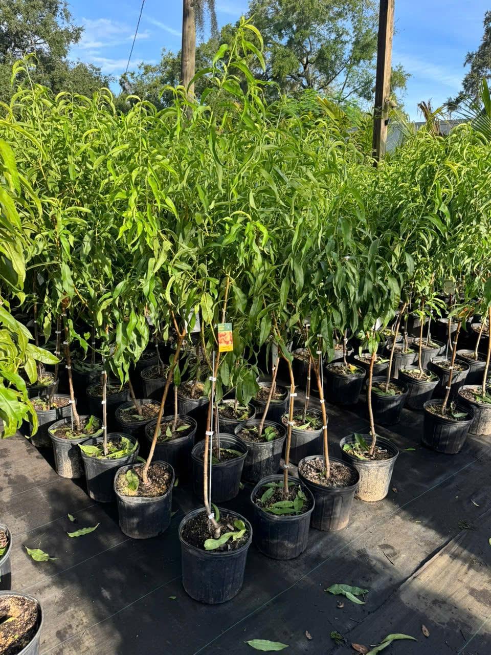 Donut Peach Tree: Live Plant, Easy Care - 5 Gallon Pot-3feet Tall - Etsy