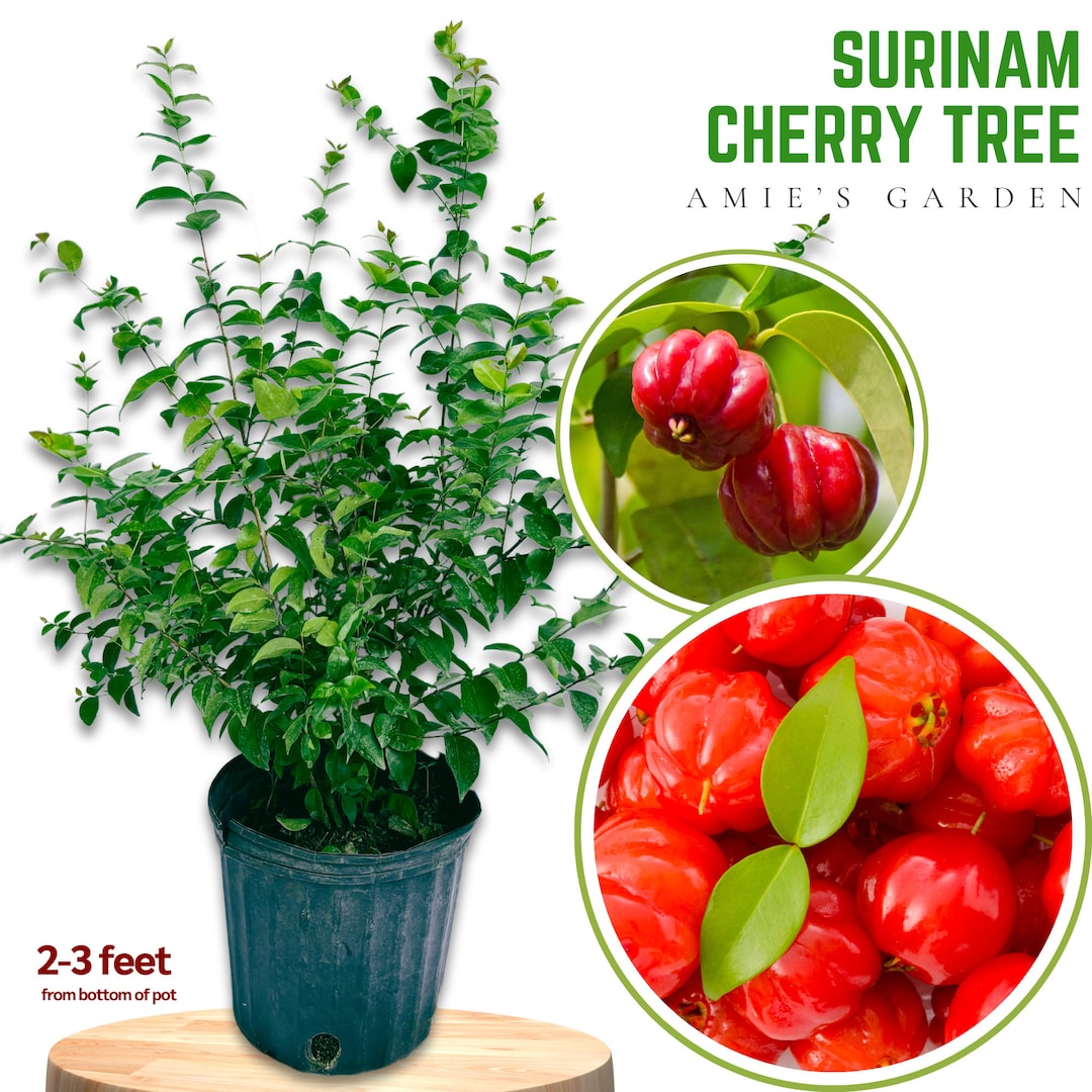 Surinam Cherry Tree 3 Gallon, 2-3 Feet Sweet & Tart Fruits Free ...