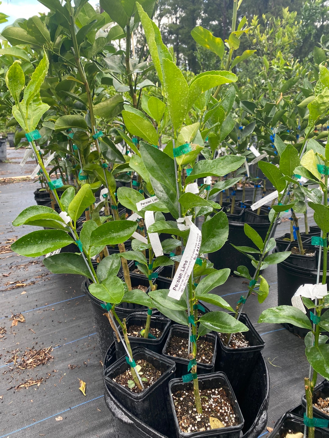 Persian Lime Tree - Etsy