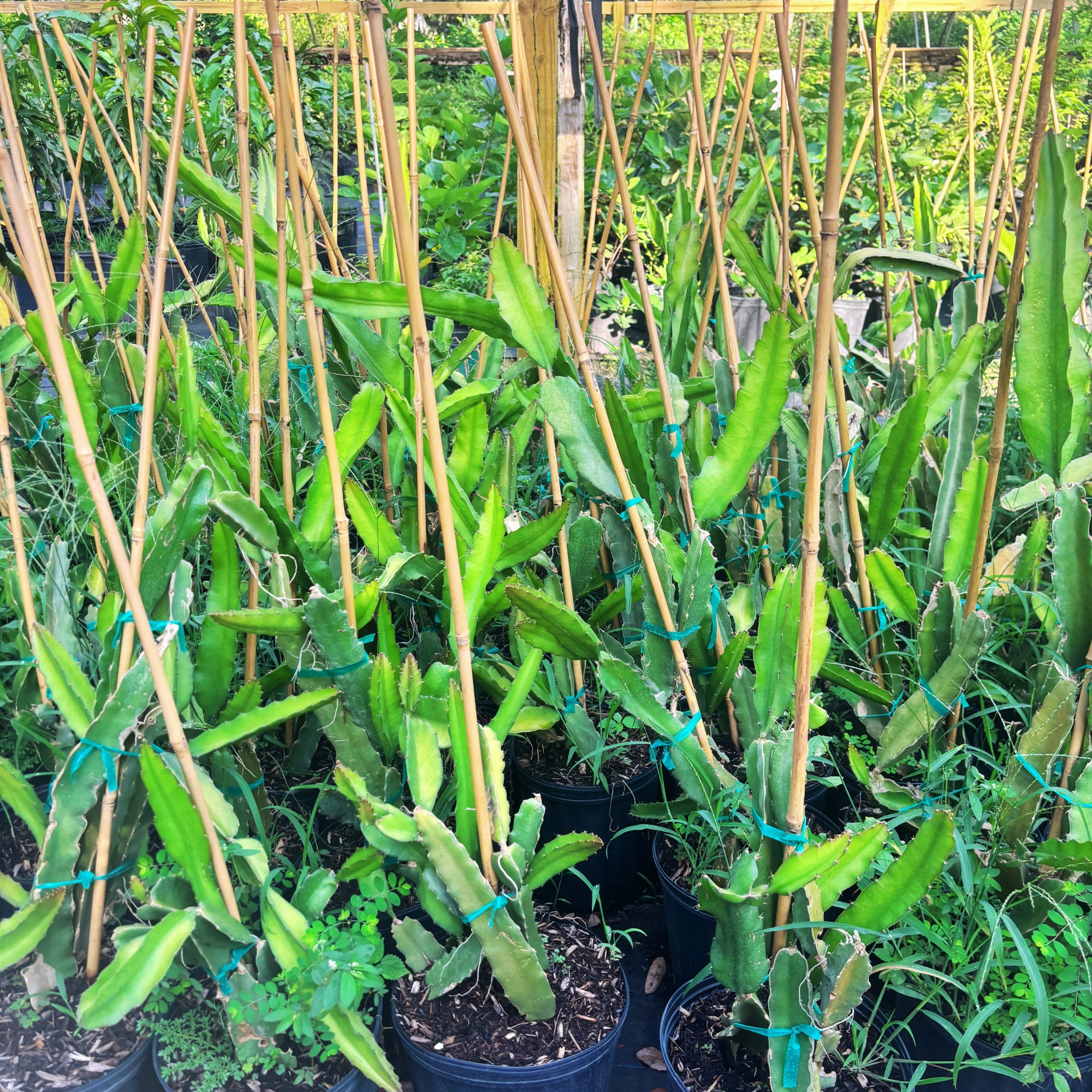 White Dragon Fruit Tree - 3 Gal, 2-3 Feet - Exotic Garden Addition-no ...