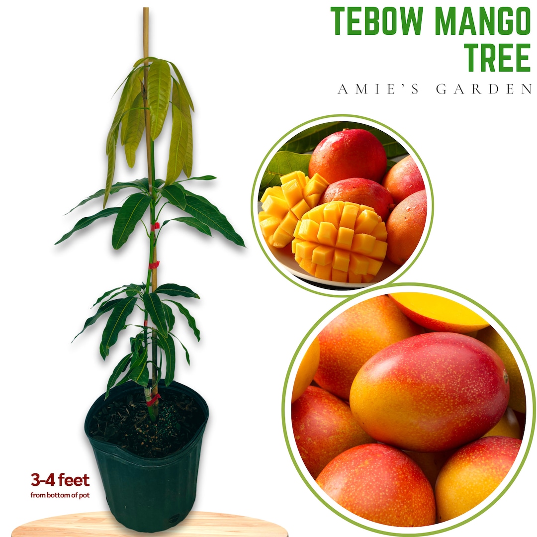 Live Grafted Tebow Mango Tree - 3-4 Feet Tall in 3 Gallon Pot - Ships ...