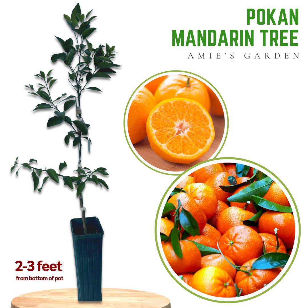 Live Grafted Ponkan Mandarin Tangerine Tree 2-3 Feet Tall in 1 Gallon ...