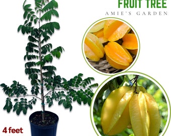 Sweet Star Fruit - Carambola - Grafted 3-4 Feet - Etsy