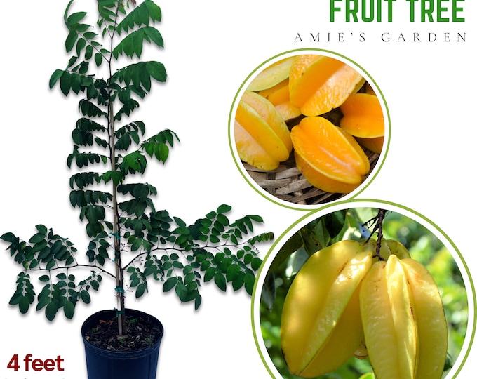 Sweet Star Fruit - Carambola - Grafted 3-4 Feet - Etsy
