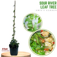 La Giang, River Leaf Vine, Perennial Vinning Herb, Aganonerion ...