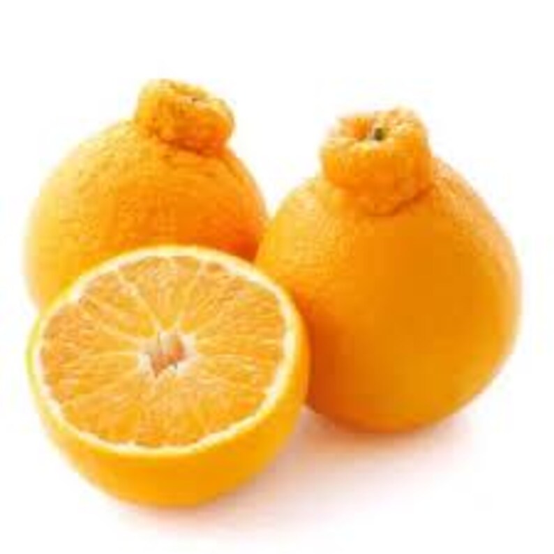 Shiranui Mandarin Tree- Grafted- 2-3 Ft-easy-care Citrus - Etsy