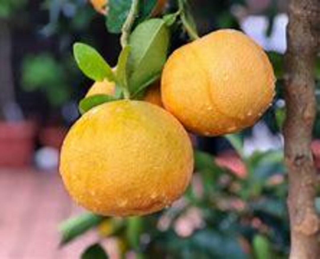 Bush Ruby Red Grapefruit Tree - 1 Feet Tall - 3 Gallon- Fruiting - Live ...