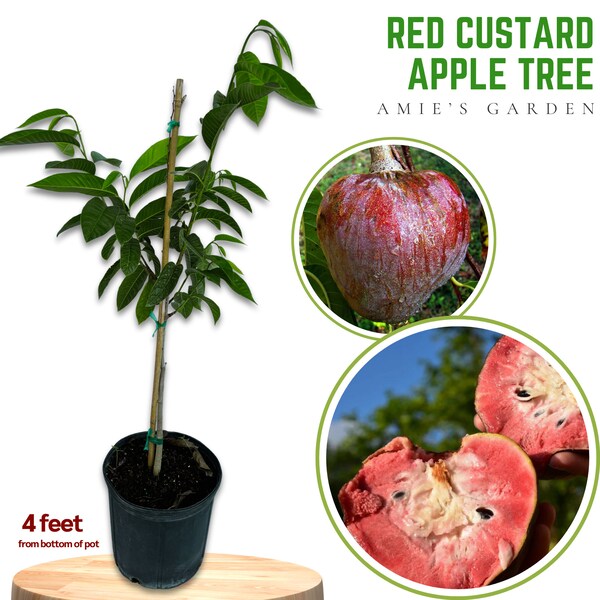 Red Apple Tree - Etsy