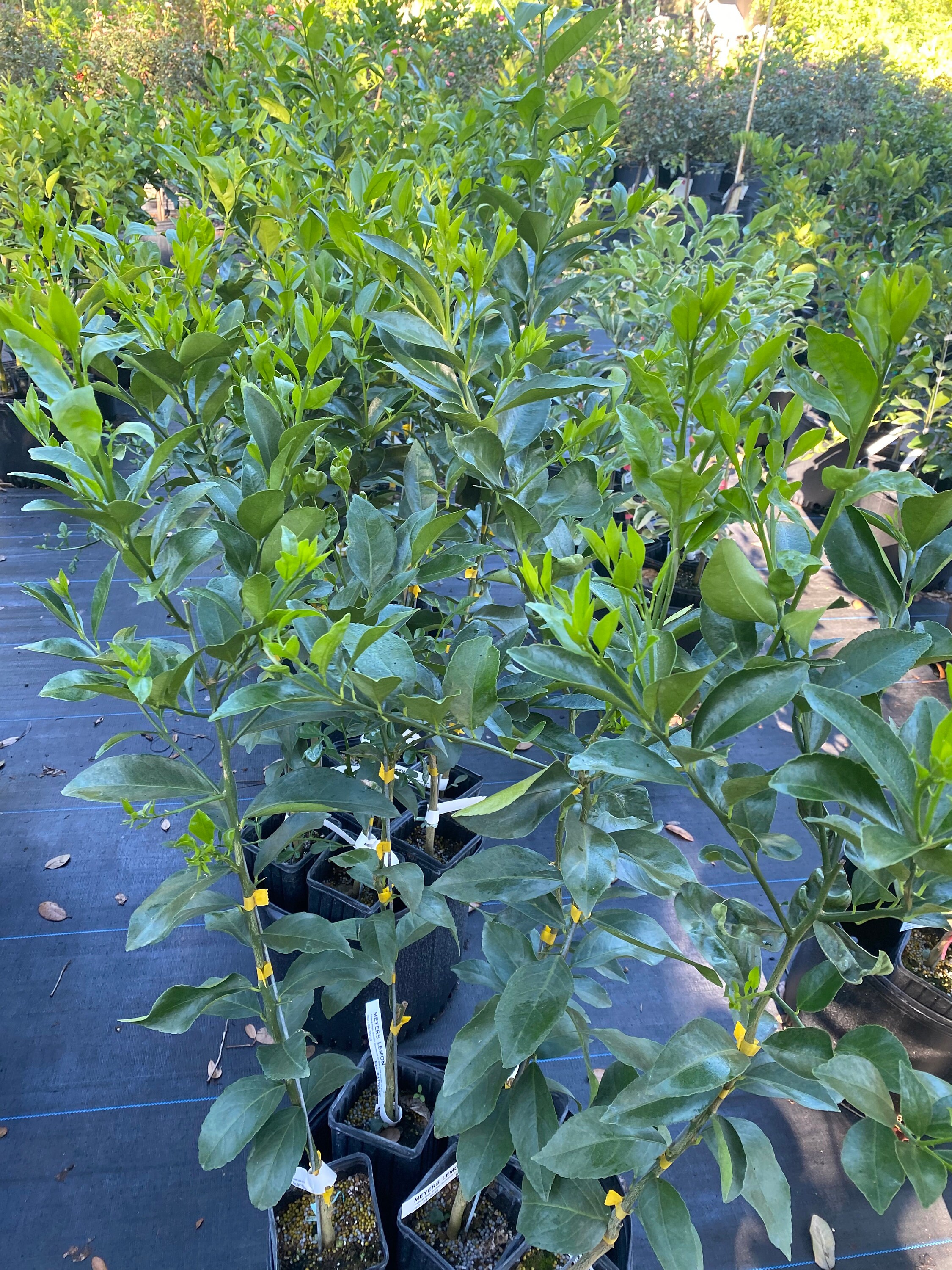 Meyers Lemon Tree - Etsy