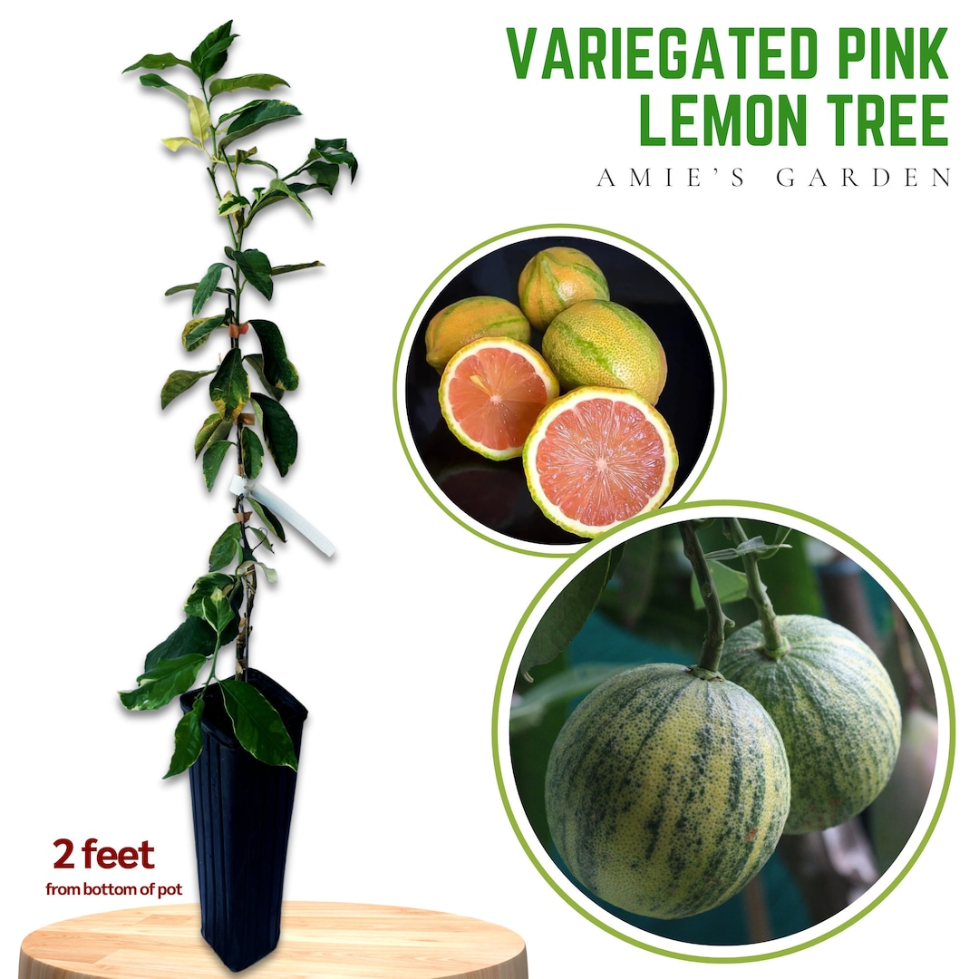 Live Grafted Variegated Pink Lemon Tree 2 Feet Tall, 1 Gallon Pot ...