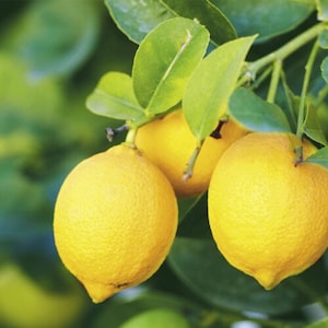 Fresh Live Citrus Plant Harvey Lemon Tree, 2-3 Feet Tall in 1 Gallon ...
