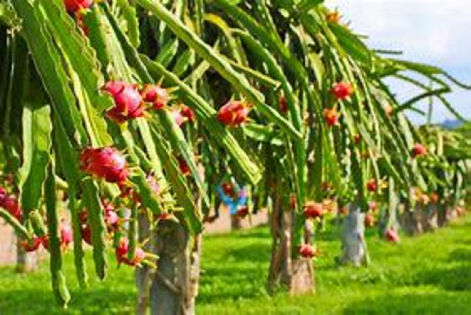White Dragon Fruit Tree - 3 Gal, 2-3 Feet - Exotic Garden Addition-no ...