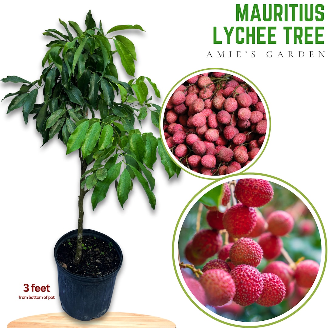 Mauritius Lychee Tree - Grafted -3ft Tall - Ships in 3 Gallon Pot - Etsy