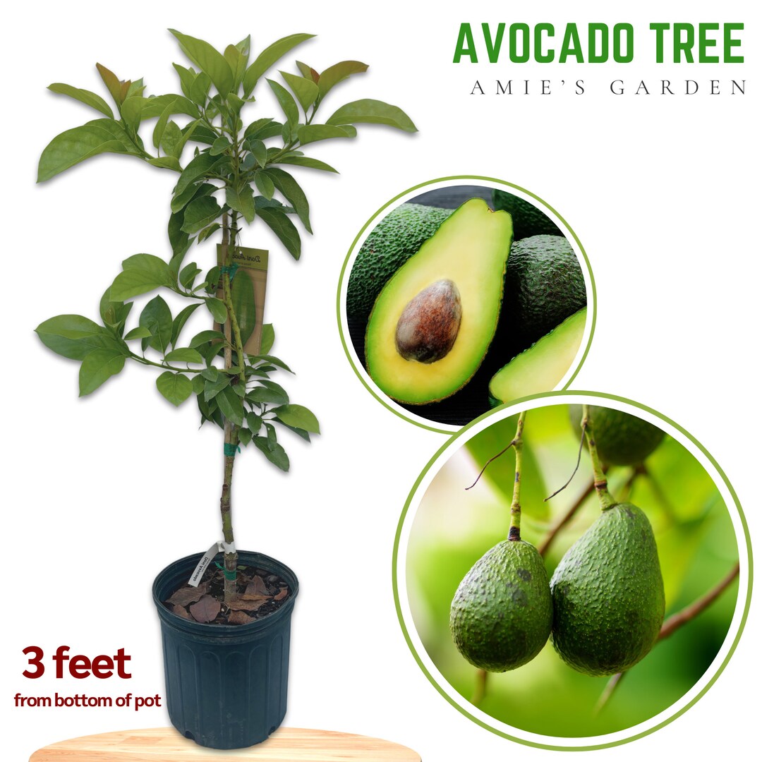 Vibrant Hass Catalina Avocado Tree - 2ft Tall, 3gal Pot - Soil Included ...