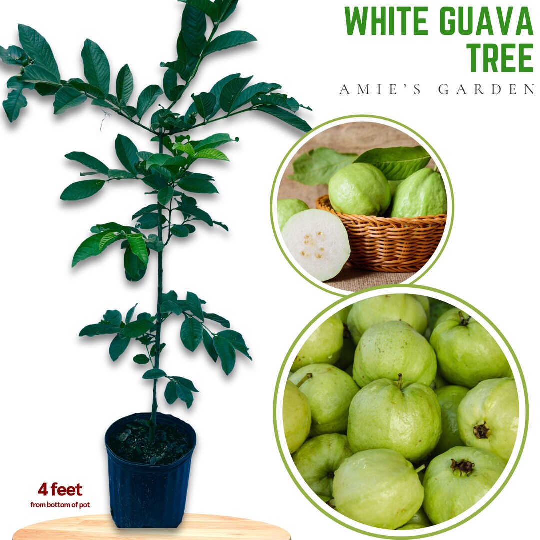 Live White Guava Tree 4 Feet Tall in Gallon Pot Ships With Soil & Pot ...