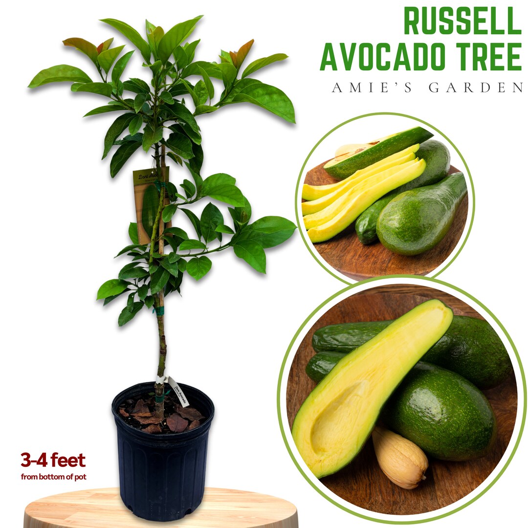 Russell Avocado Tree - 2 Feet Tall, 3 Gal - Free Shipping Included ...