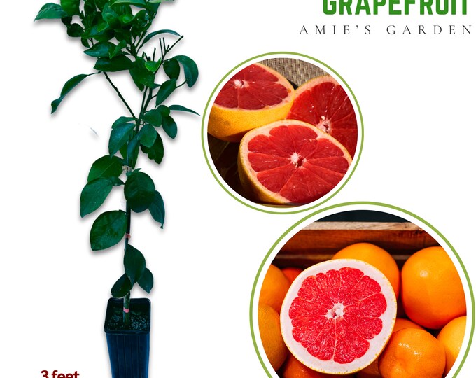 Ruby Red Grapefruit Tree - Etsy